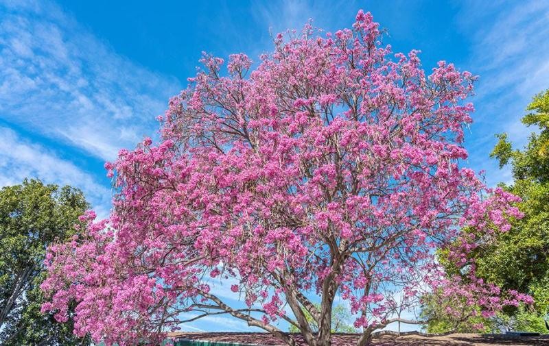 Los Angeles County Arboretum - Visit Pasadena | Visit Pasadena