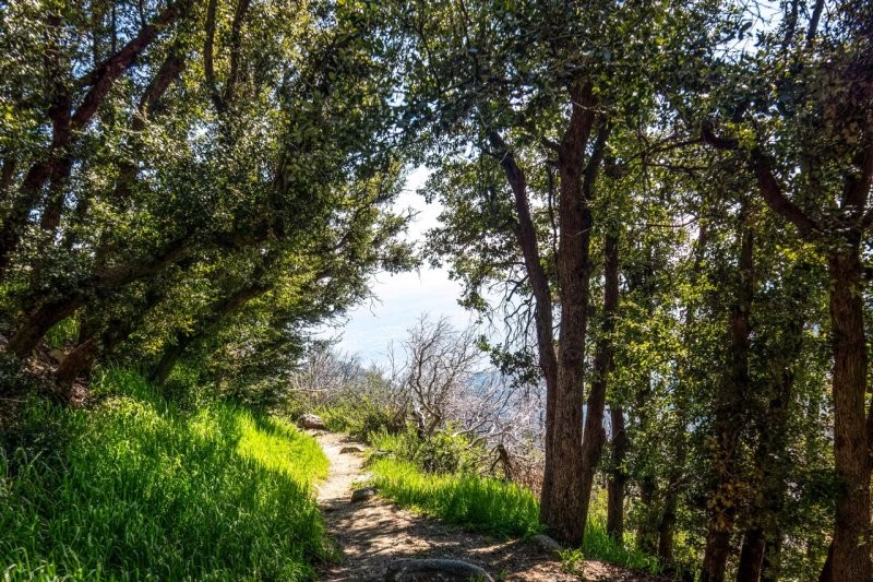 Mount Wilson Trail | Visit Pasadena