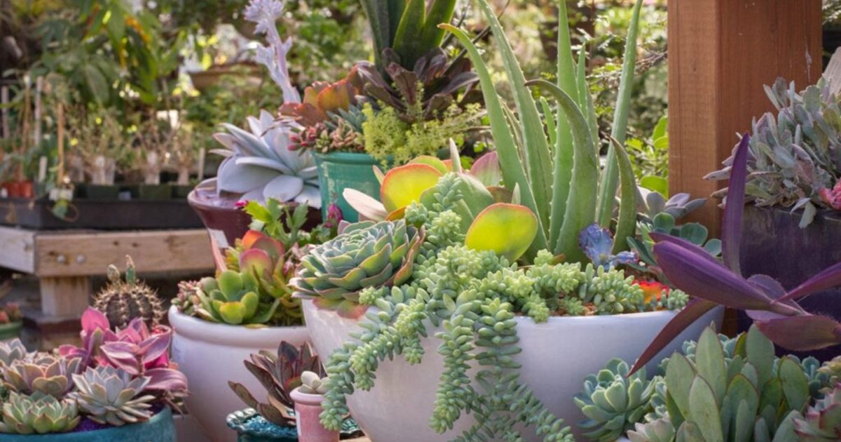 California Cactus Center - Visit Pasadena | Visit Pasadena