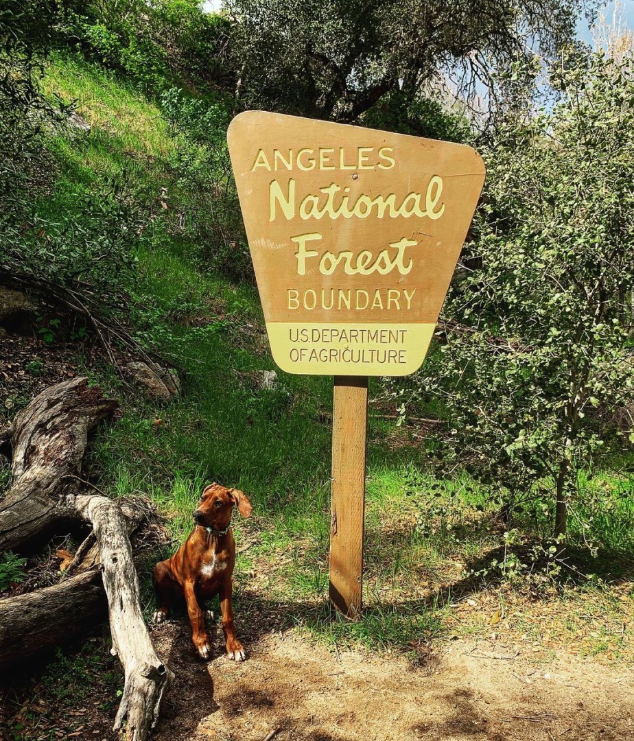 Angeles National Forest | Visit Pasadena